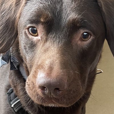 La trágica historia de Coco: el perro que fue diagnosticado con ...