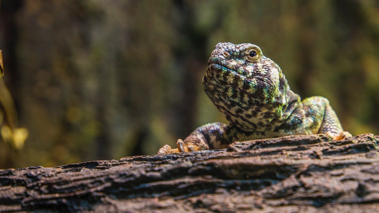 Los reptiles son las especies más traficadas en Colombia, denuncia reconocida entidad ambiental ...