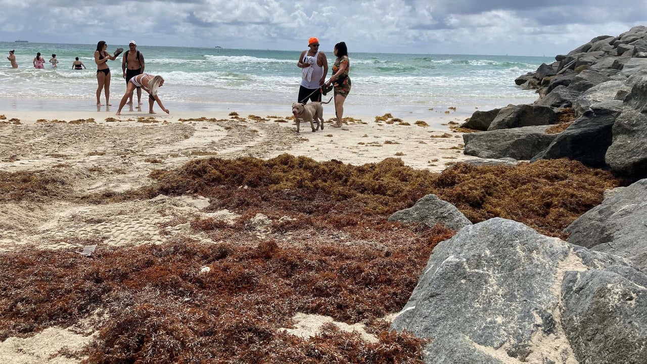 Alerta por bacteria “come carne” en playas de Miami provocada por la ...