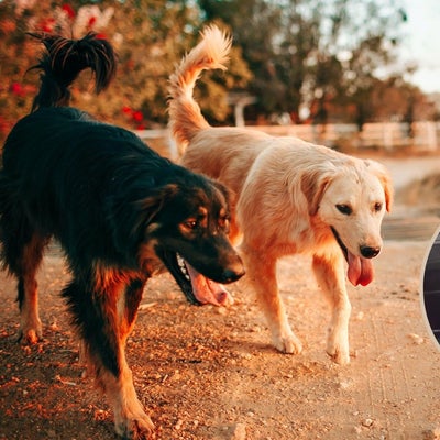 Habitante de calle colombiano trepó un balcón para salvar a 25 perros ...