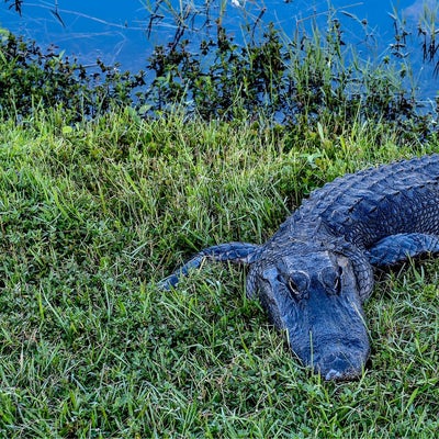 Mujer de 69 años murió tras ser atacada por un caimán mientras paseaba a su perro en Estados ...