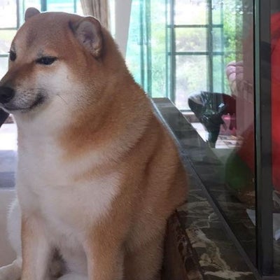 Murió “Cheems”, uno de los perros más famosos de Internet | NTN24.COM