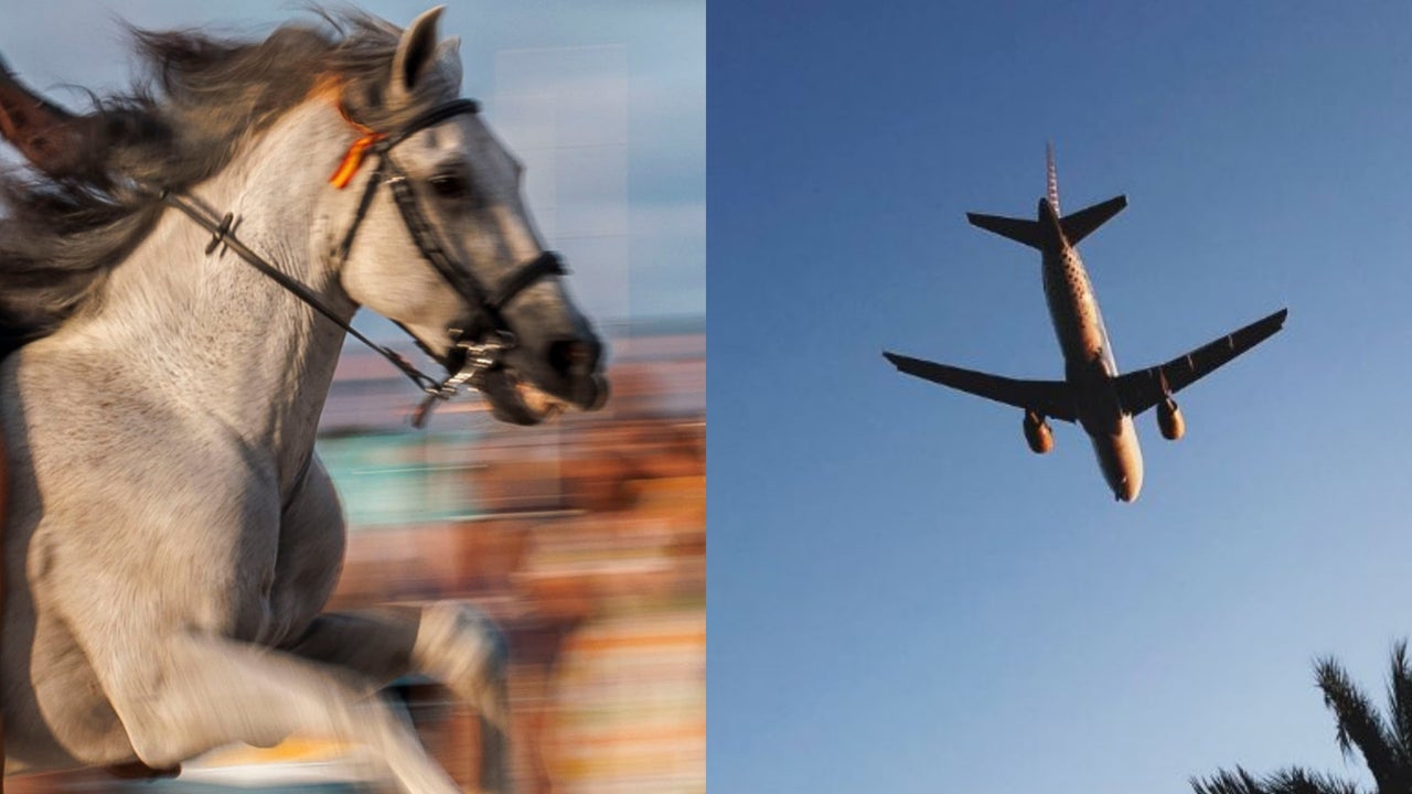 Caballo se escapó dentro de un avión y obligó al vuelo a regresar al ...