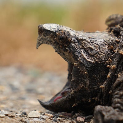 La rara tortuga de aspecto espeluznante que fue rescatada en Inglaterra ...
