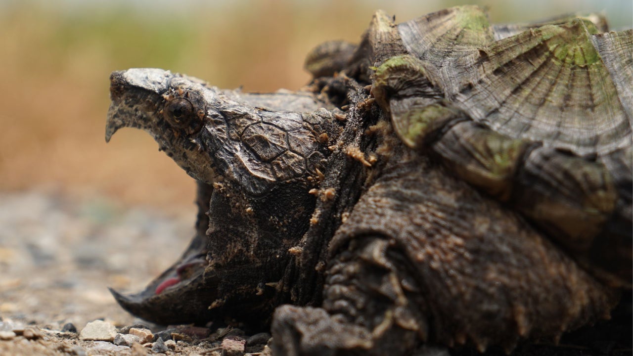 La rara tortuga de aspecto espeluznante que fue rescatada en Inglaterra ...