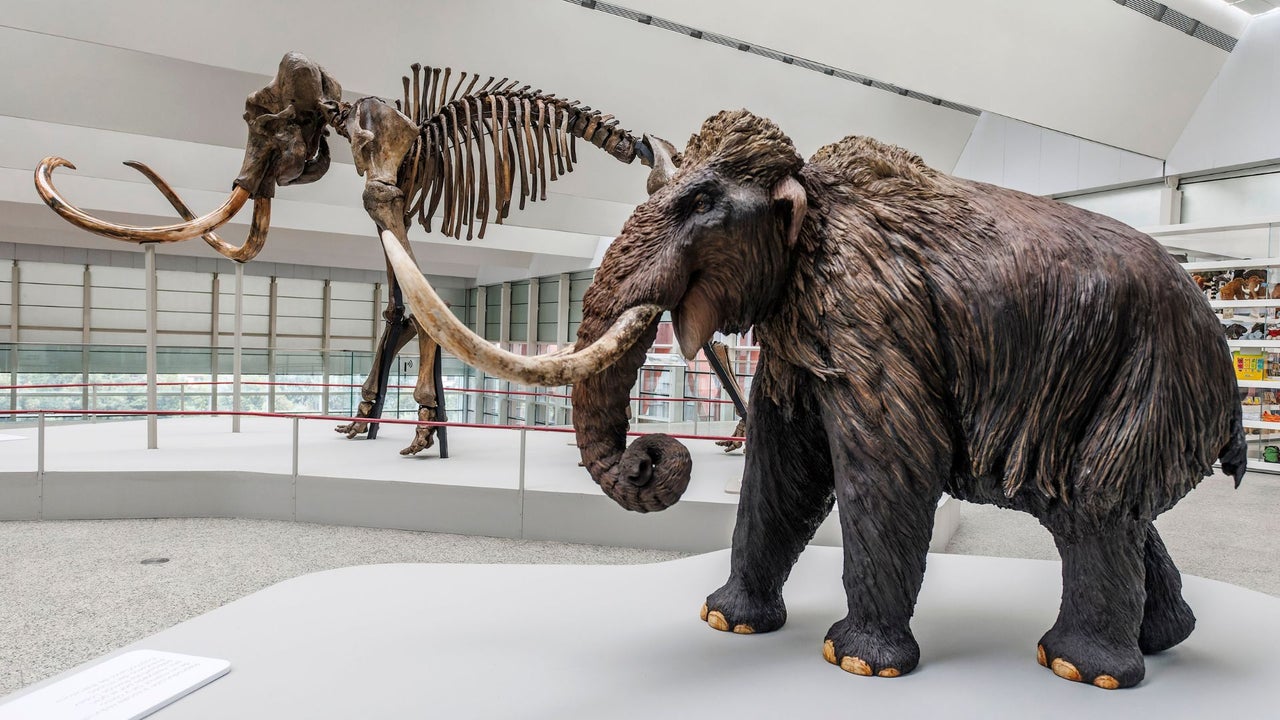 Hallazgo prehistórico: encuentran restos de mamuts durante una ...