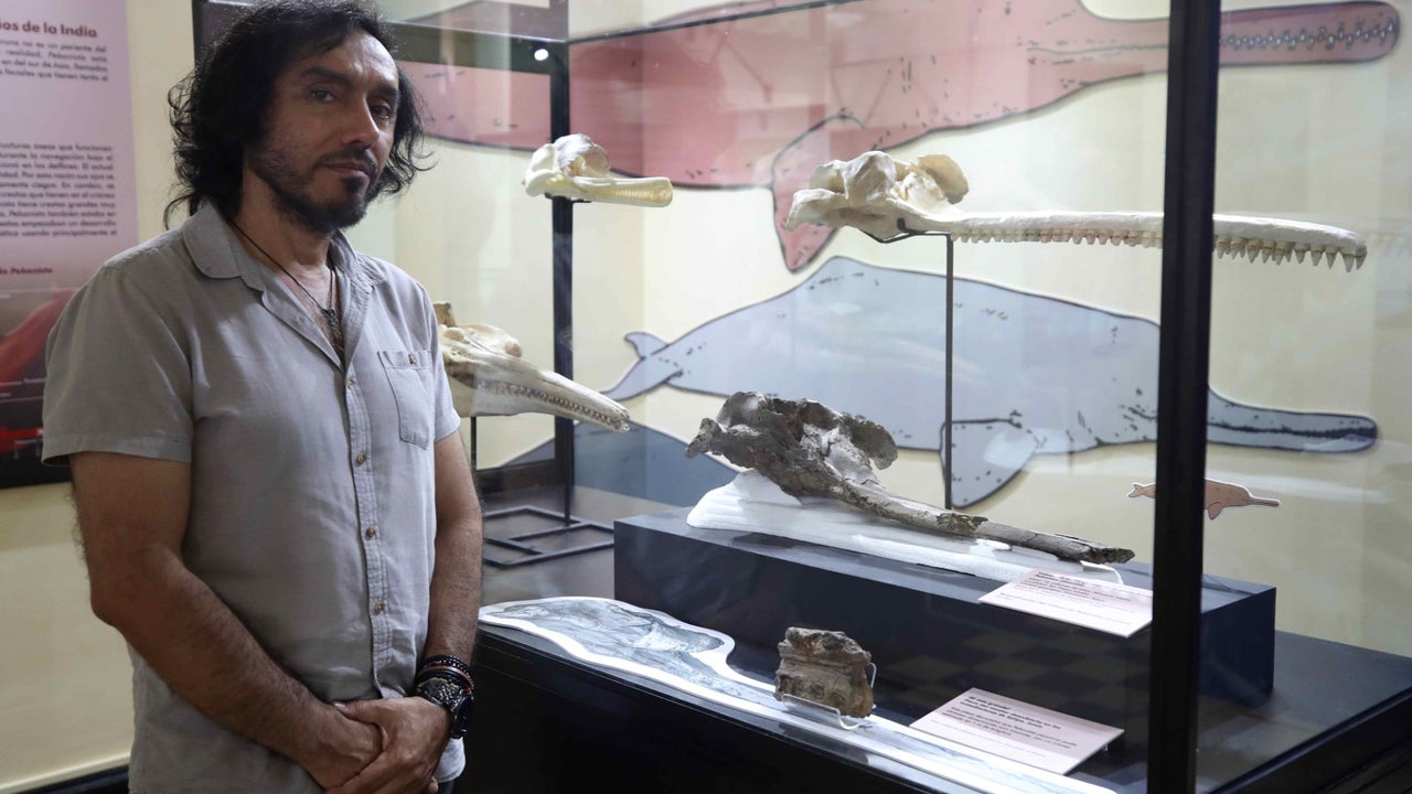 Hallan restos fósiles de un delfín gigante que vivió hace más de 16 ...