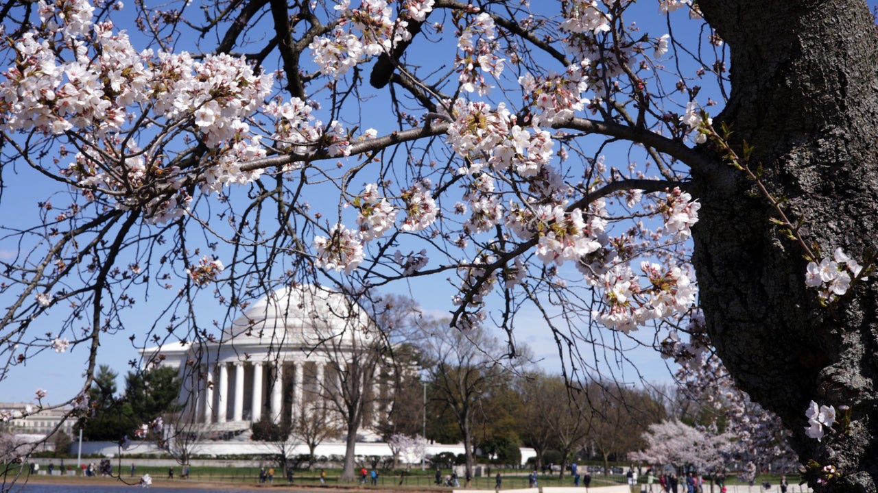 Washington se adorna de rosa con el florecimiento de los cerezos que ...