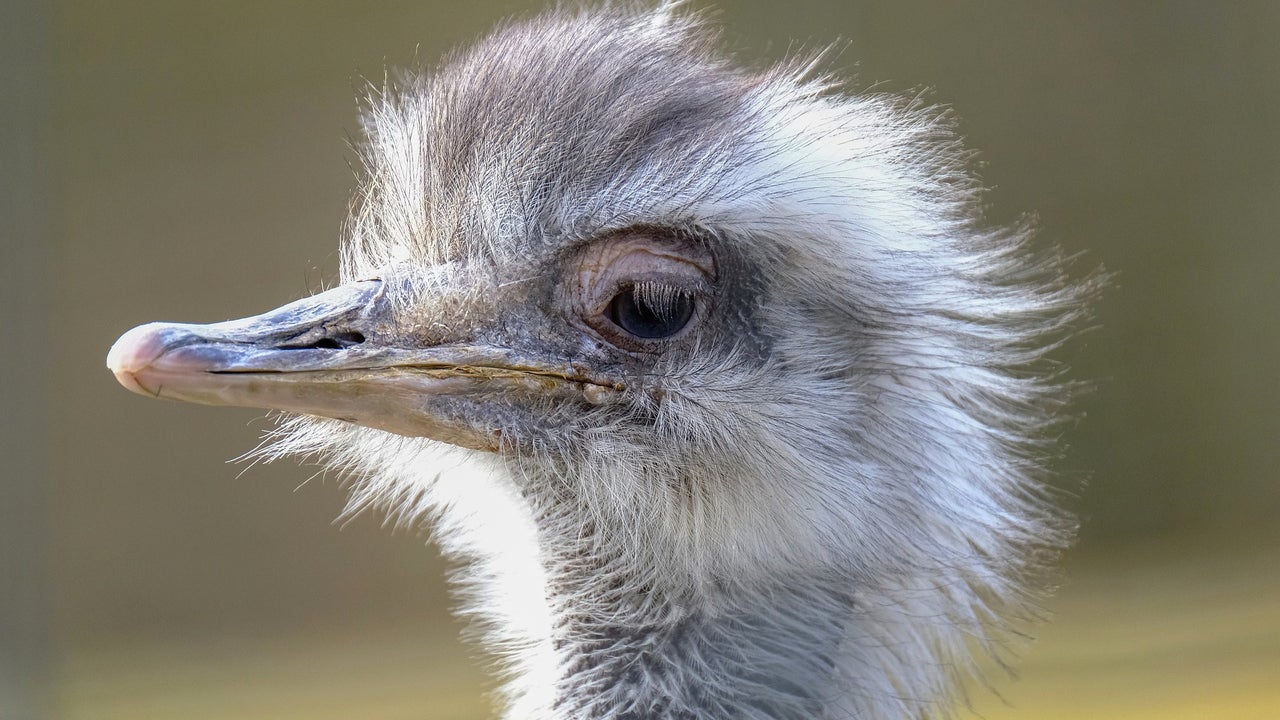 Explican la presencia de dos avestruces en el Puente Sobre el Lago: La ...