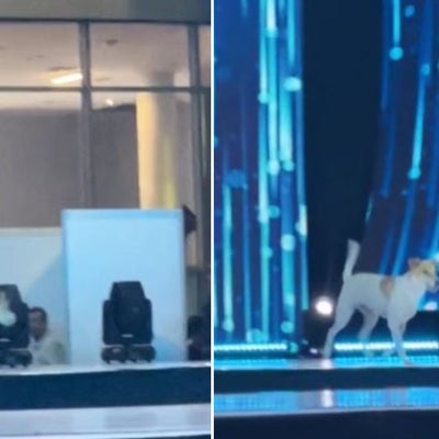 Perrito se roba el corazón del público tras colarse en pasarela de Miss ...