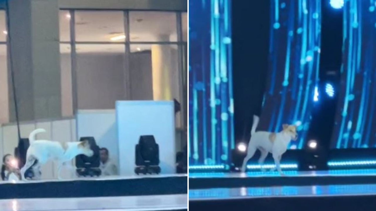 Perrito se roba el corazón del público tras colarse en pasarela de Miss ...