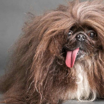 Así luce Wild Thang, el pequinés que ganó el título de 'El Perro más ...