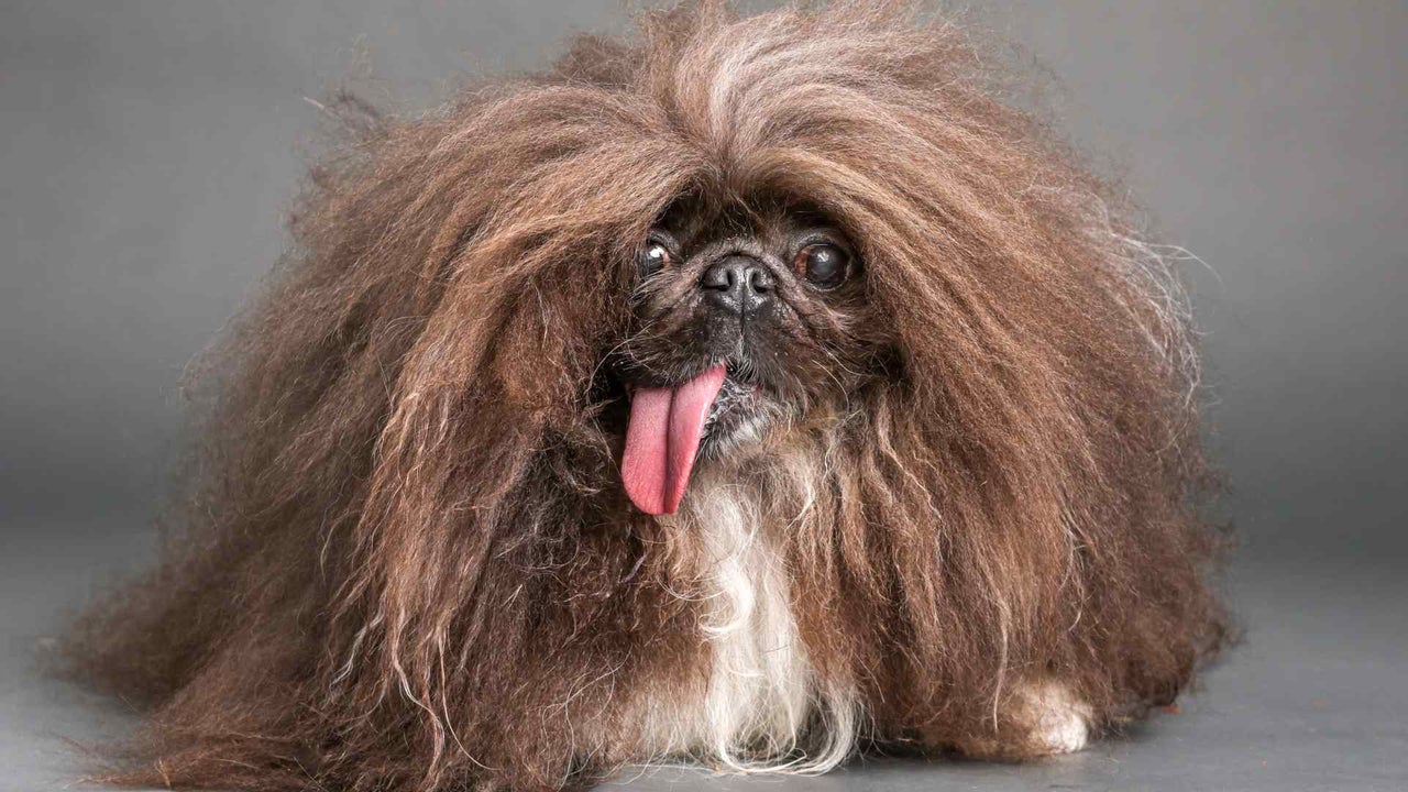 Así luce Wild Thang, el pequinés que ganó el título de 'El Perro más ...
