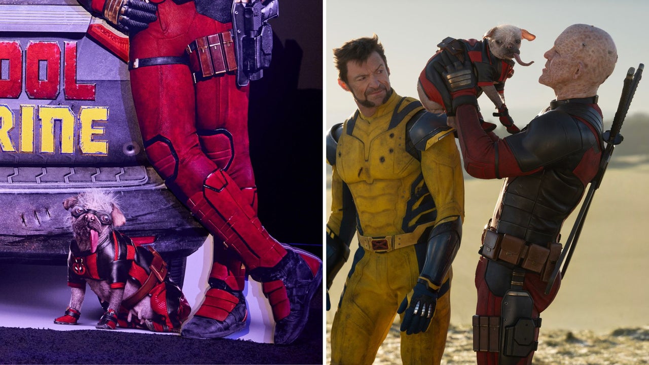 Así vive su cotidianidad Dogpool, el perro que alcanzó la fama gracias ...