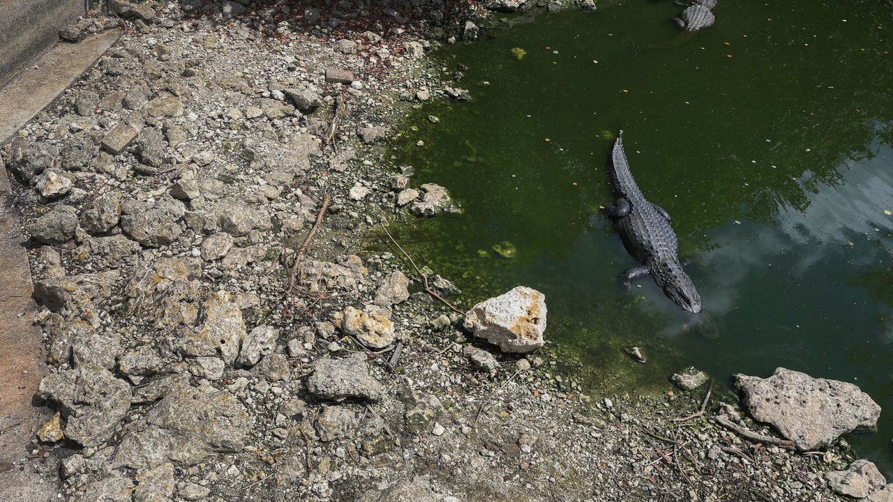 Ya se construye la temida cárcel para migrantes “Alligator Alcatraz” en ...