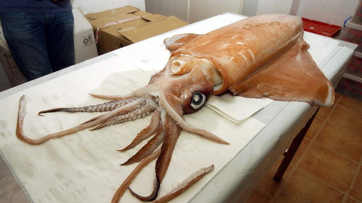 Calamar Gigante En Japon