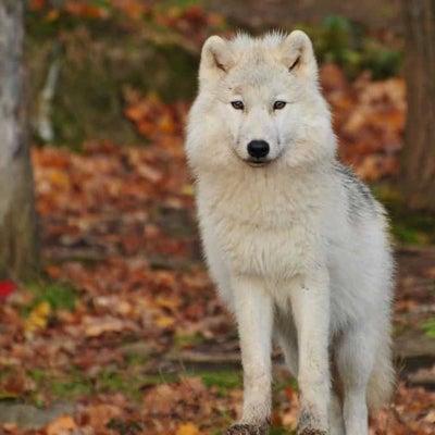 China presenta a ‘Maya’, el primer lobo ártico nacido por clonación ...