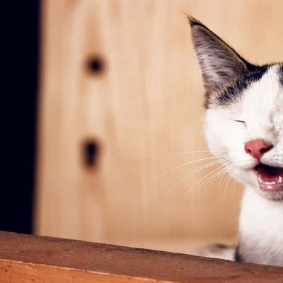 Larry: El gato más famoso del Reino Unido. | NTN24.COM