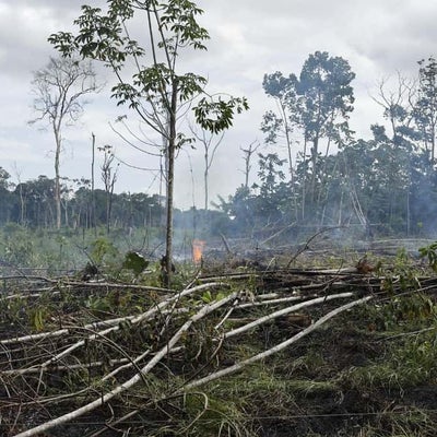 ¿Qué tan grave es la situación de la selva amazónica? | NTN24.COM