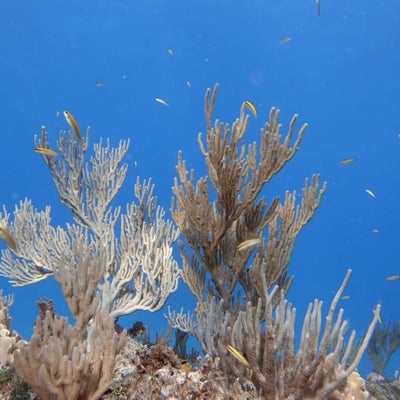 Proponen ambicioso plan para salvar la Reserva de la Biósfera Seaflower ...