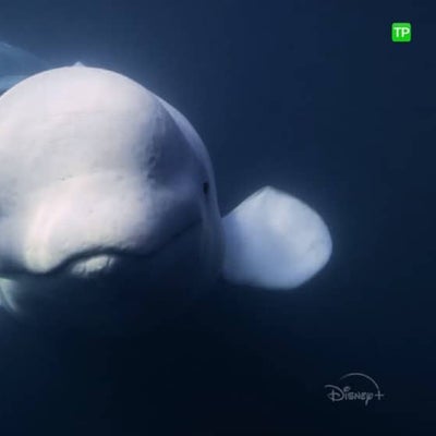 Exclusivo: Habla en Click Verde Brian Skerry, protagonista de “Los ...