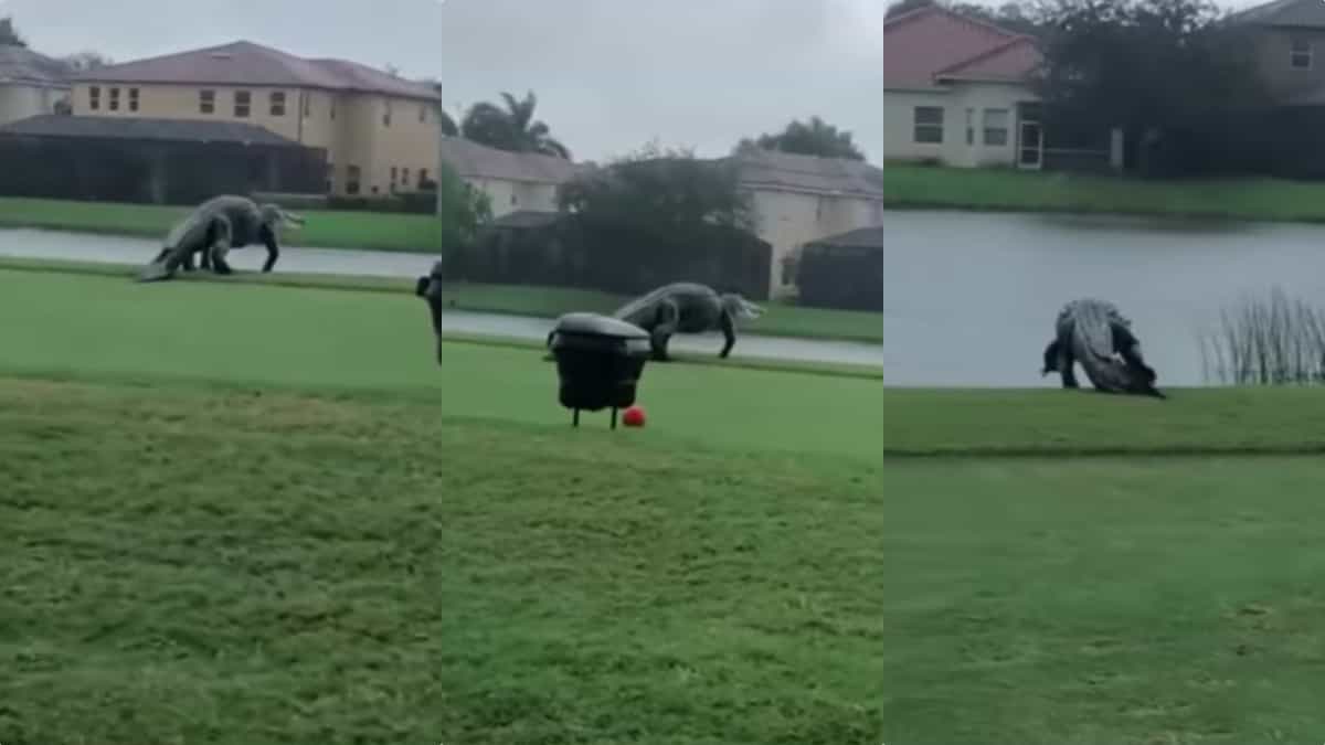 Captan en un campo de golf a gigante cocodrilo que comparan con ...