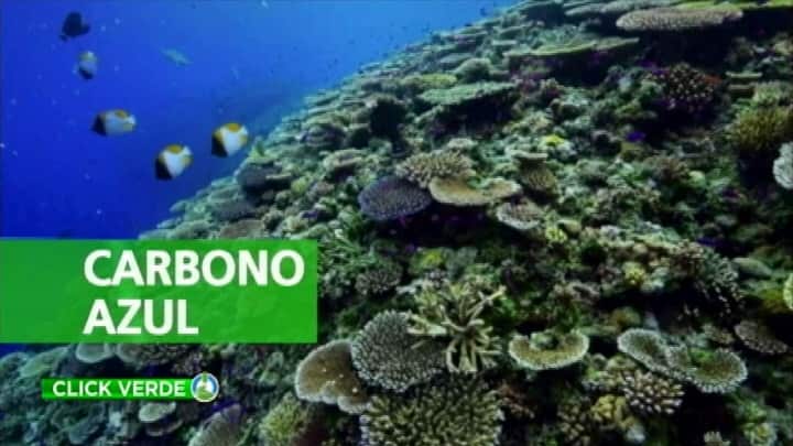 El carbono azul clave para los ecosistemas marinos | NTN24.COM