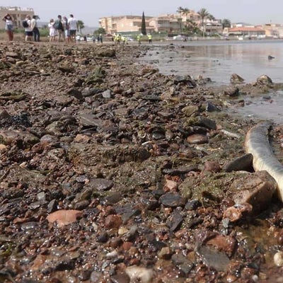 Ecologistas denuncian a España por contaminación del Mar Menor | NTN24.COM