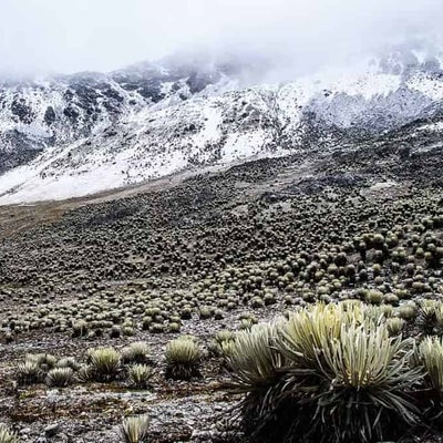 Páramos merideños se ven afectados por el cambio climático | NTN24.COM