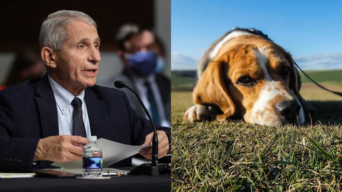 Beagle Gate: Activistas acusan al Dr. Anthony Fauci de experimentar ...